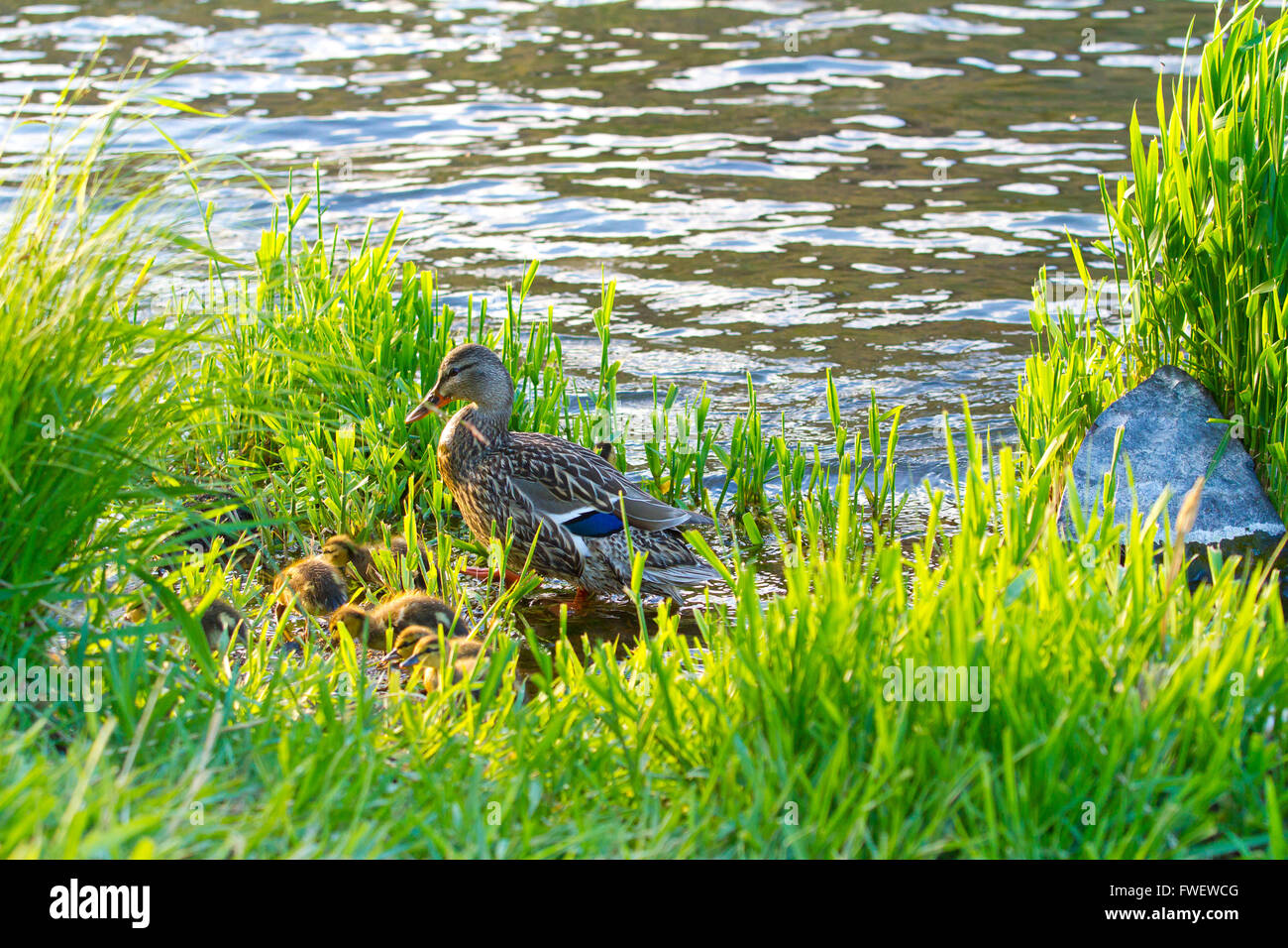 From the duck family hi-res stock photography and images - Alamy
