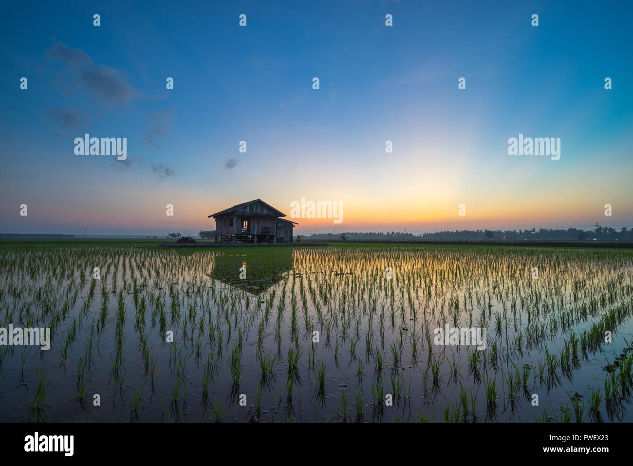 Abandoned wooden house in middle of paddy field with a sunrise sky in ...