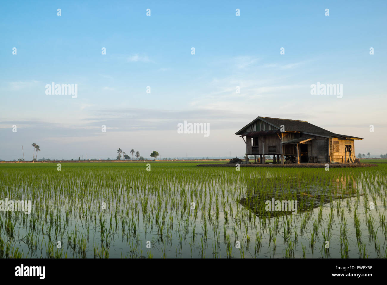 Abandoned wooden house in middle of paddy field with a sunrise sky in ...