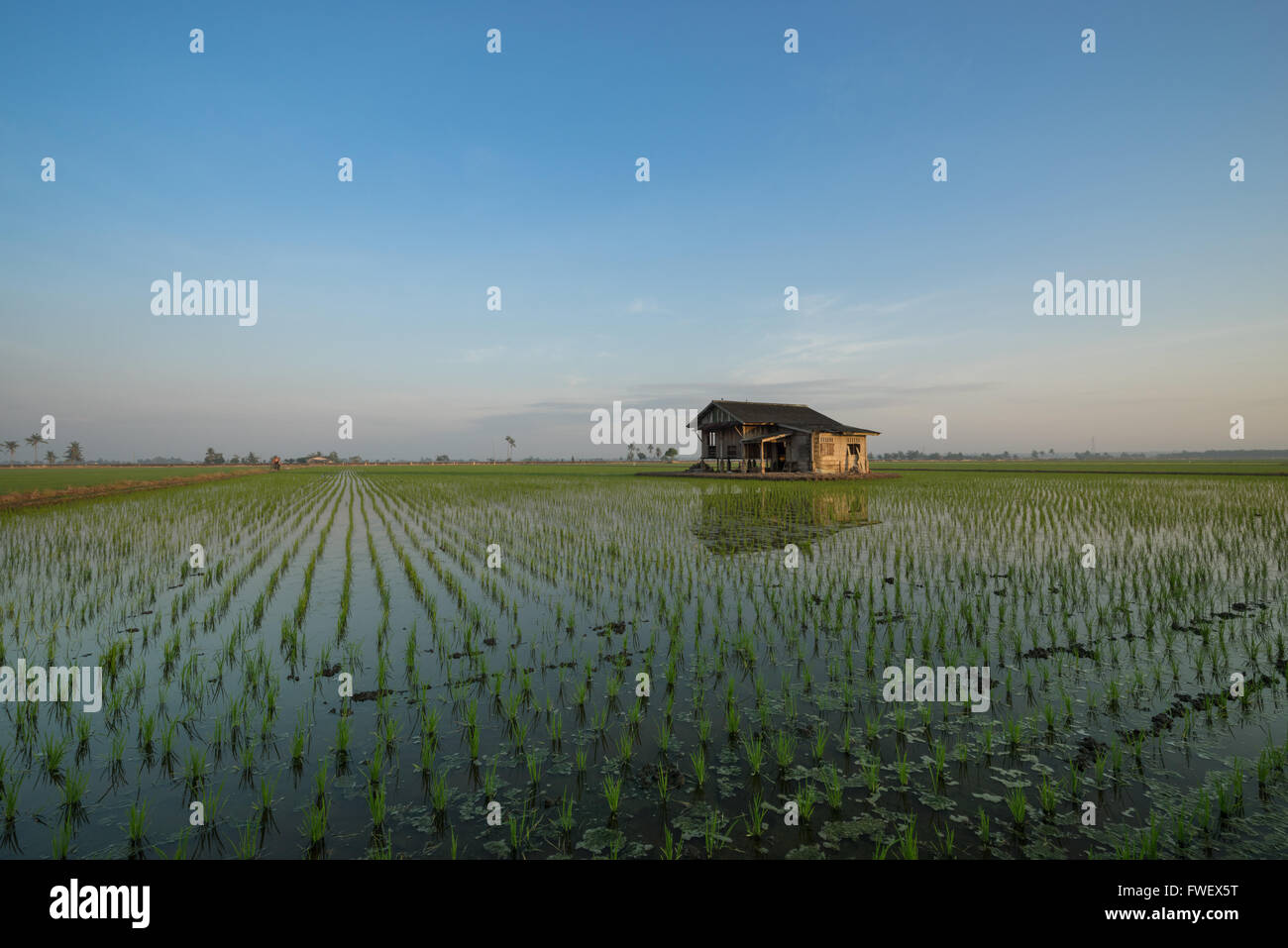 Abandoned wooden house in middle of paddy field with a sunrise sky in ...