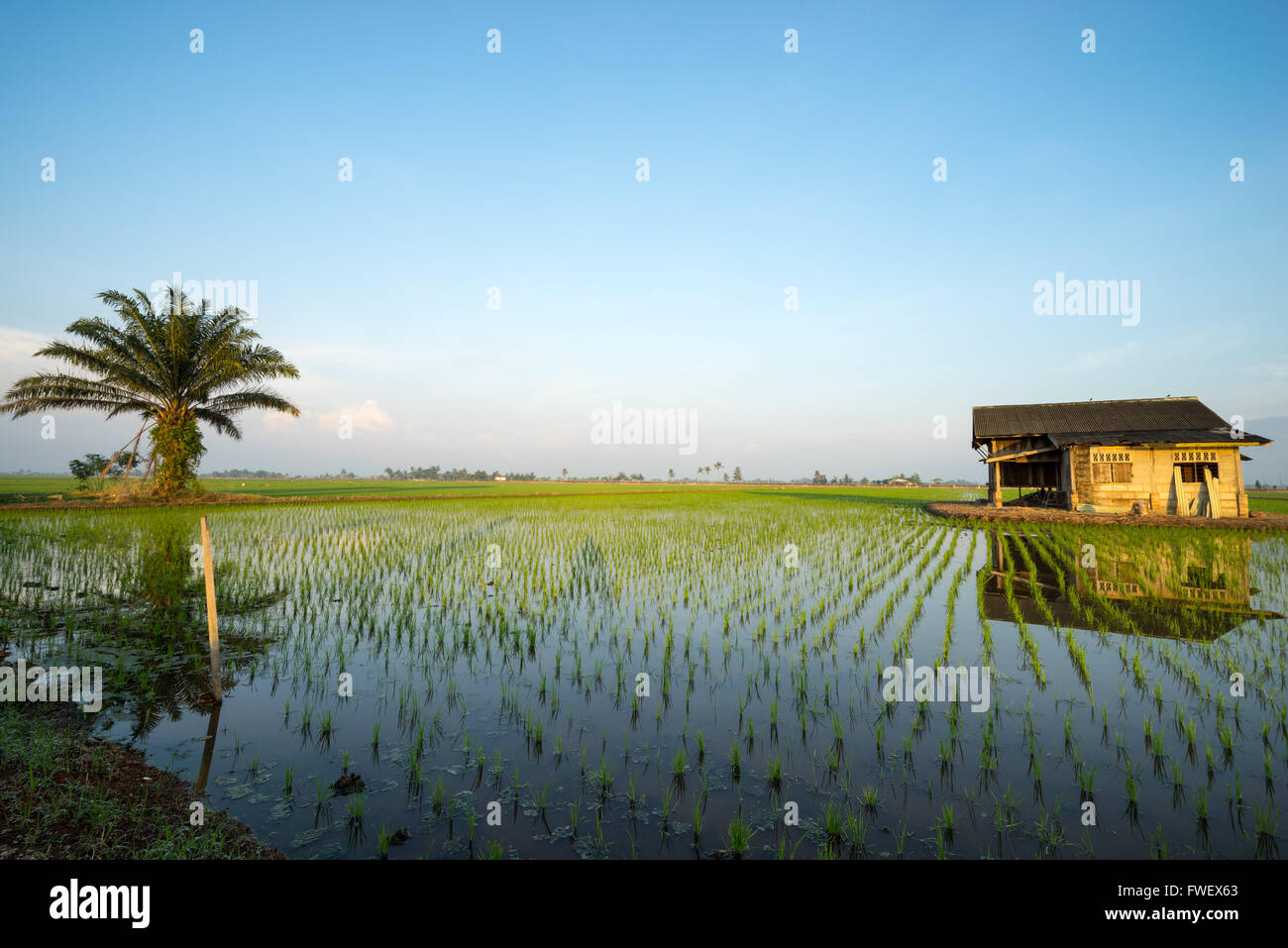 Abandoned wooden house in middle of paddy field with a sunrise sky in ...