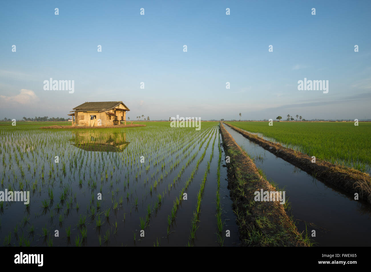 Abandoned wooden house in middle of paddy field with a sunrise sky in ...