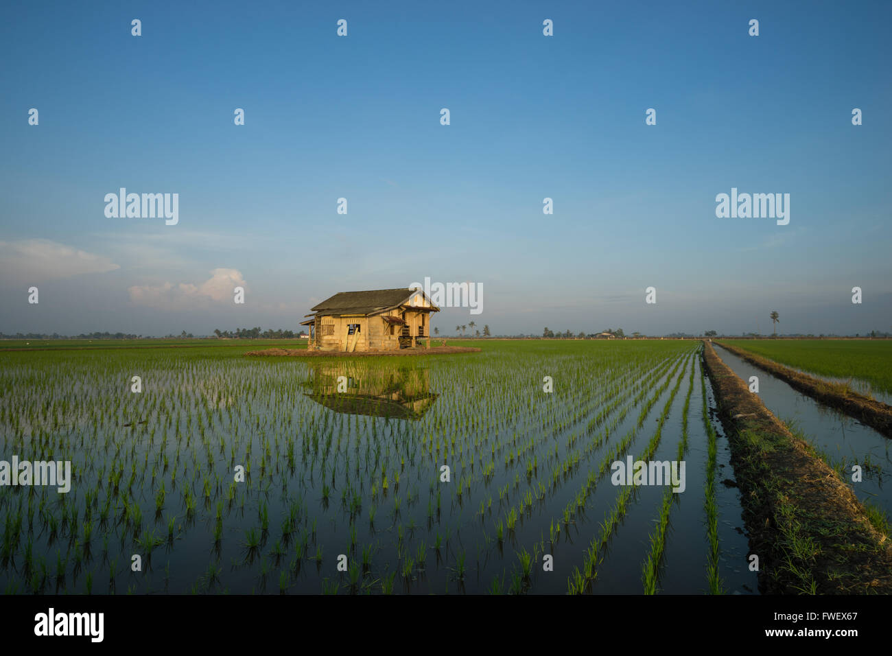 Abandoned wooden house in middle of paddy field with a sunrise sky in ...