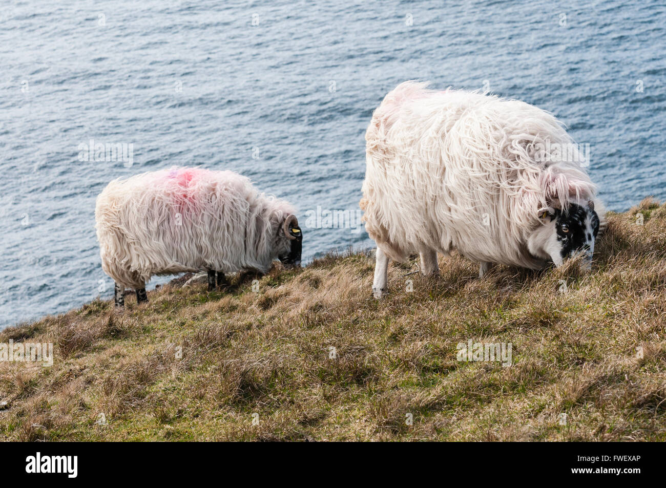 Blackfaced sheep hi-res stock photography and images - Alamy