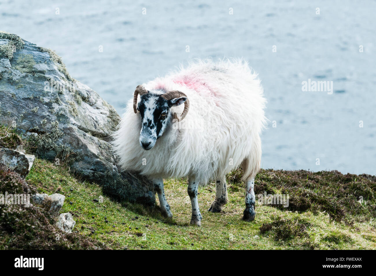 Blackface sheep grazing on the top of a high sea cliff Stock Photo - Alamy