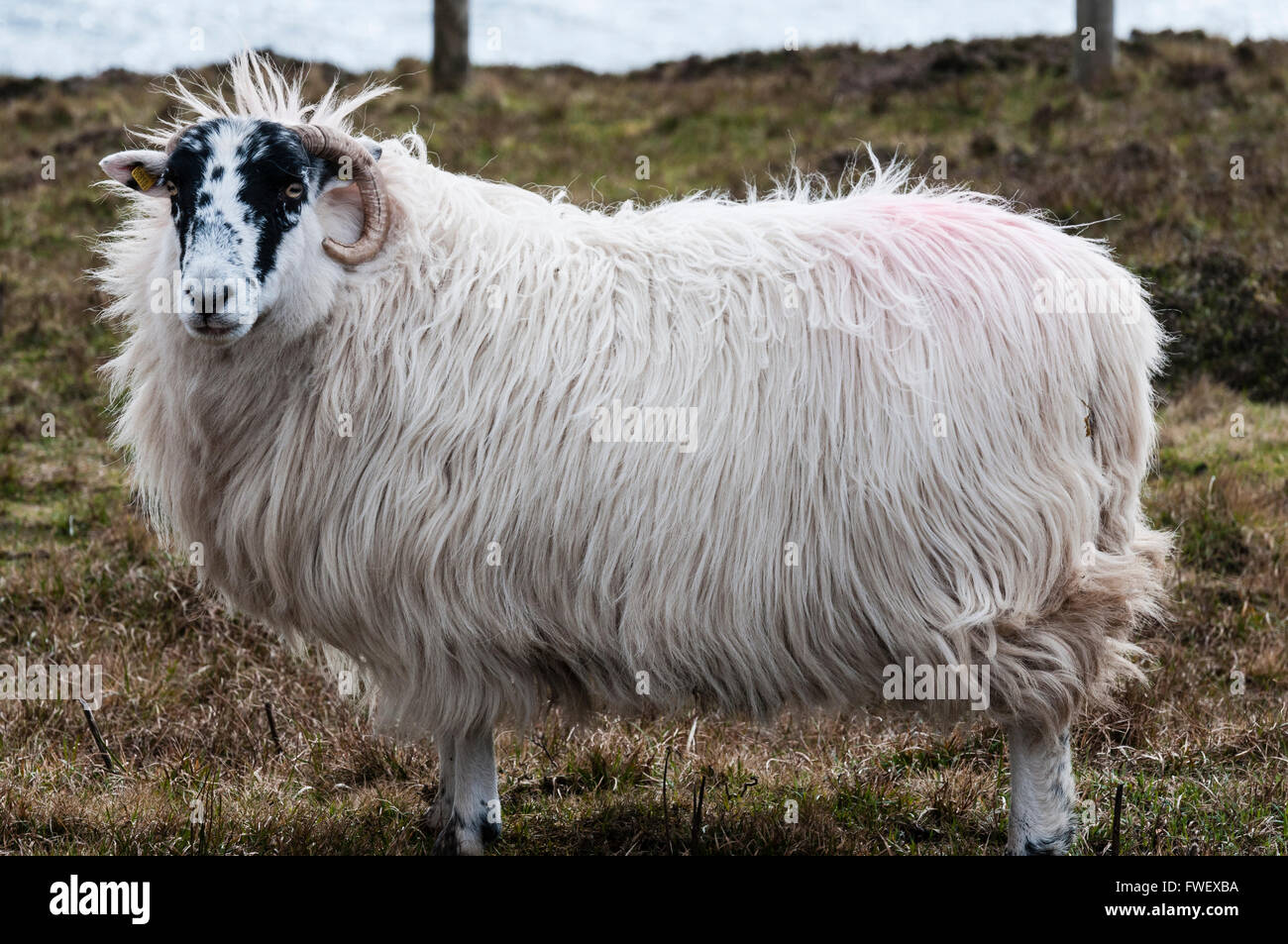 Blackface sheep on the top of a high sea cliff Stock Photo - Alamy