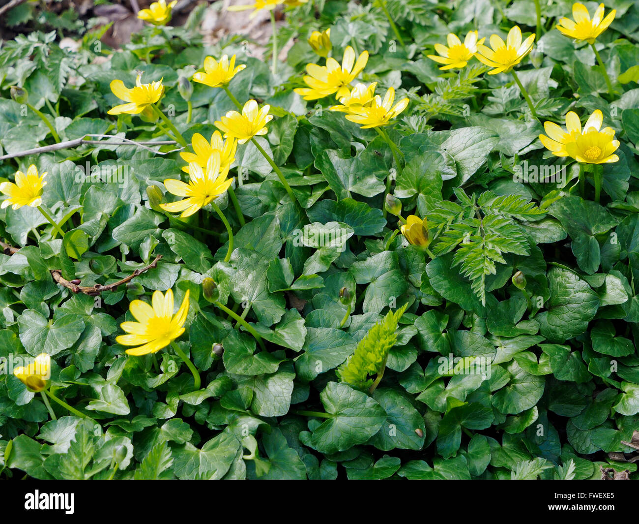 Lesser Celandine (Ficaria verna formerly Ranunculus ficaria) growing in ...