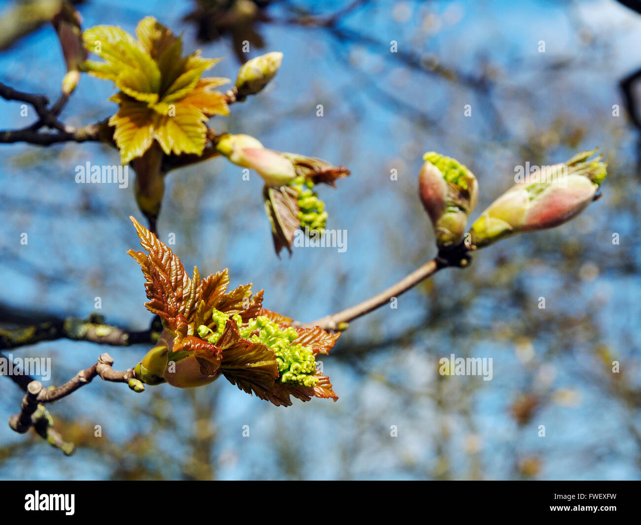 New sycamore leaves and flower buds opening on a spring day Stock Photo ...