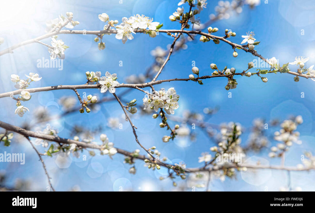Beautiful flower in sunlight hi-res stock photography and images - Alamy