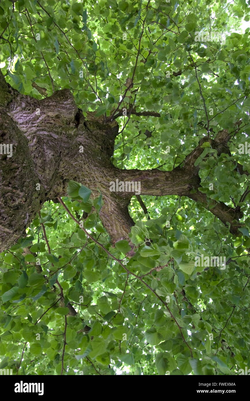 Liberty tree hi-res stock photography and images - Alamy