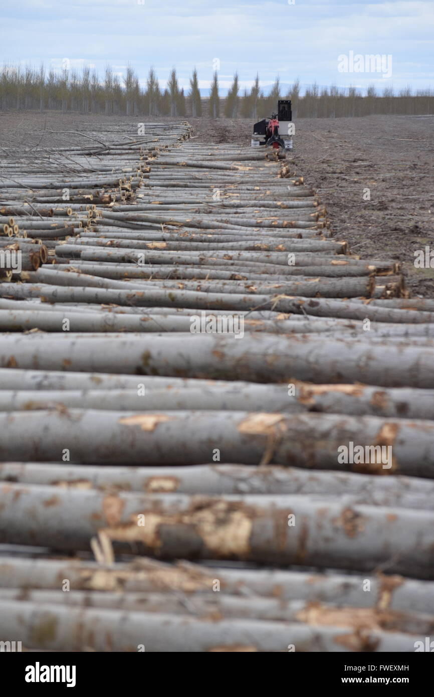 Sustainable plantation trees being harvested in oregon pacific albus hi ...