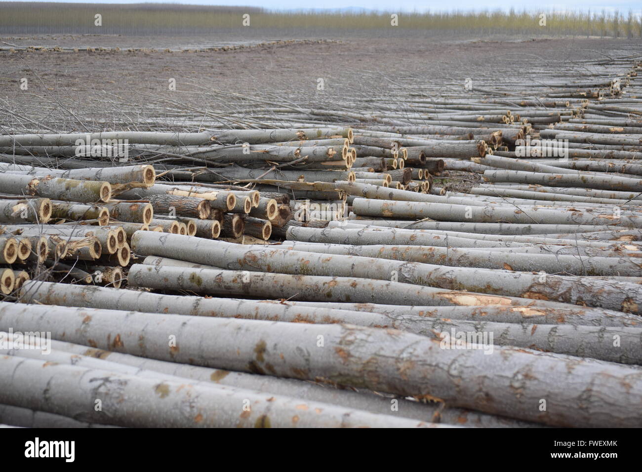 Sustainable plantation trees being harvested in oregon pacific albus hi ...
