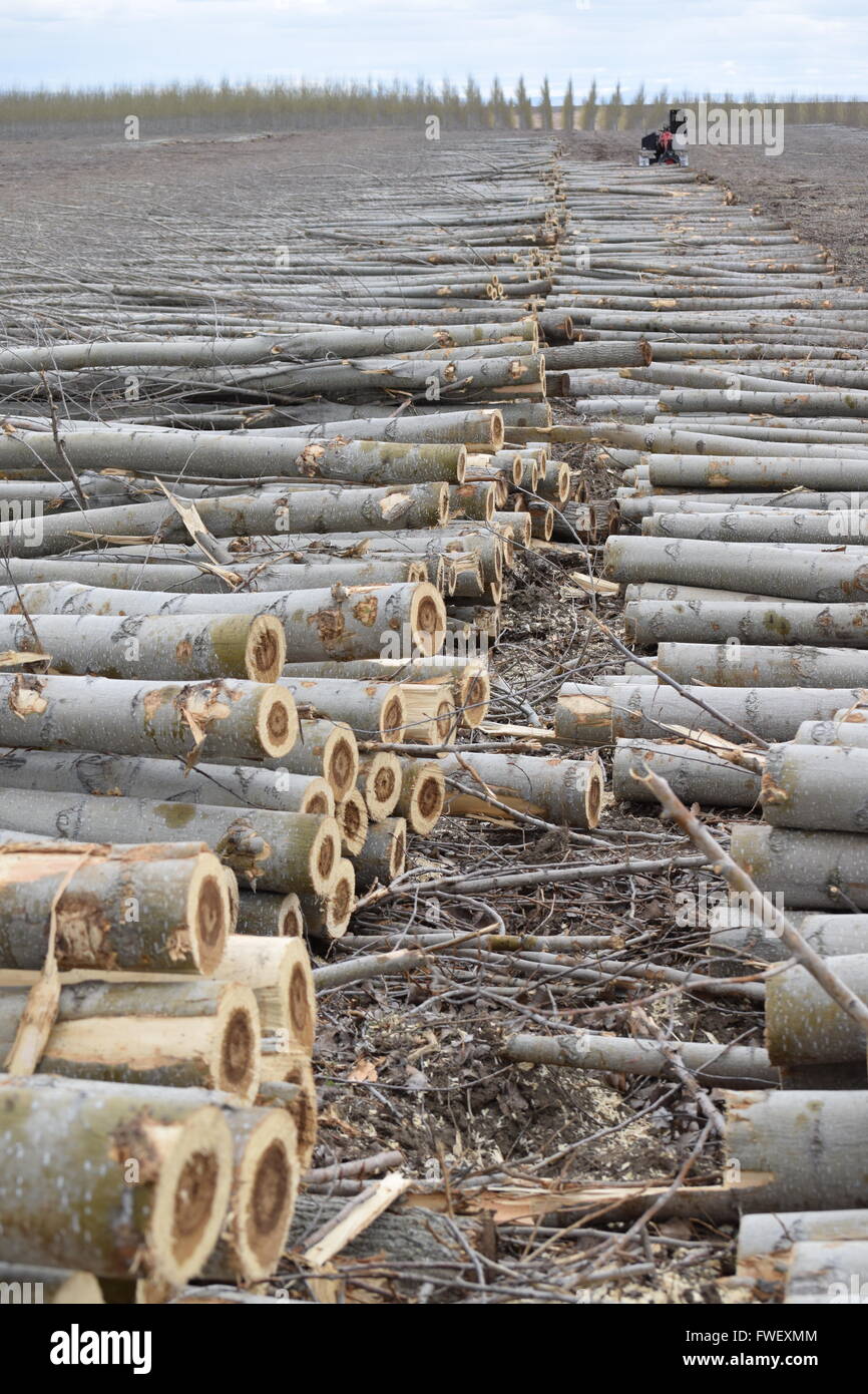 Fast growing trees hi-res stock photography and images - Alamy