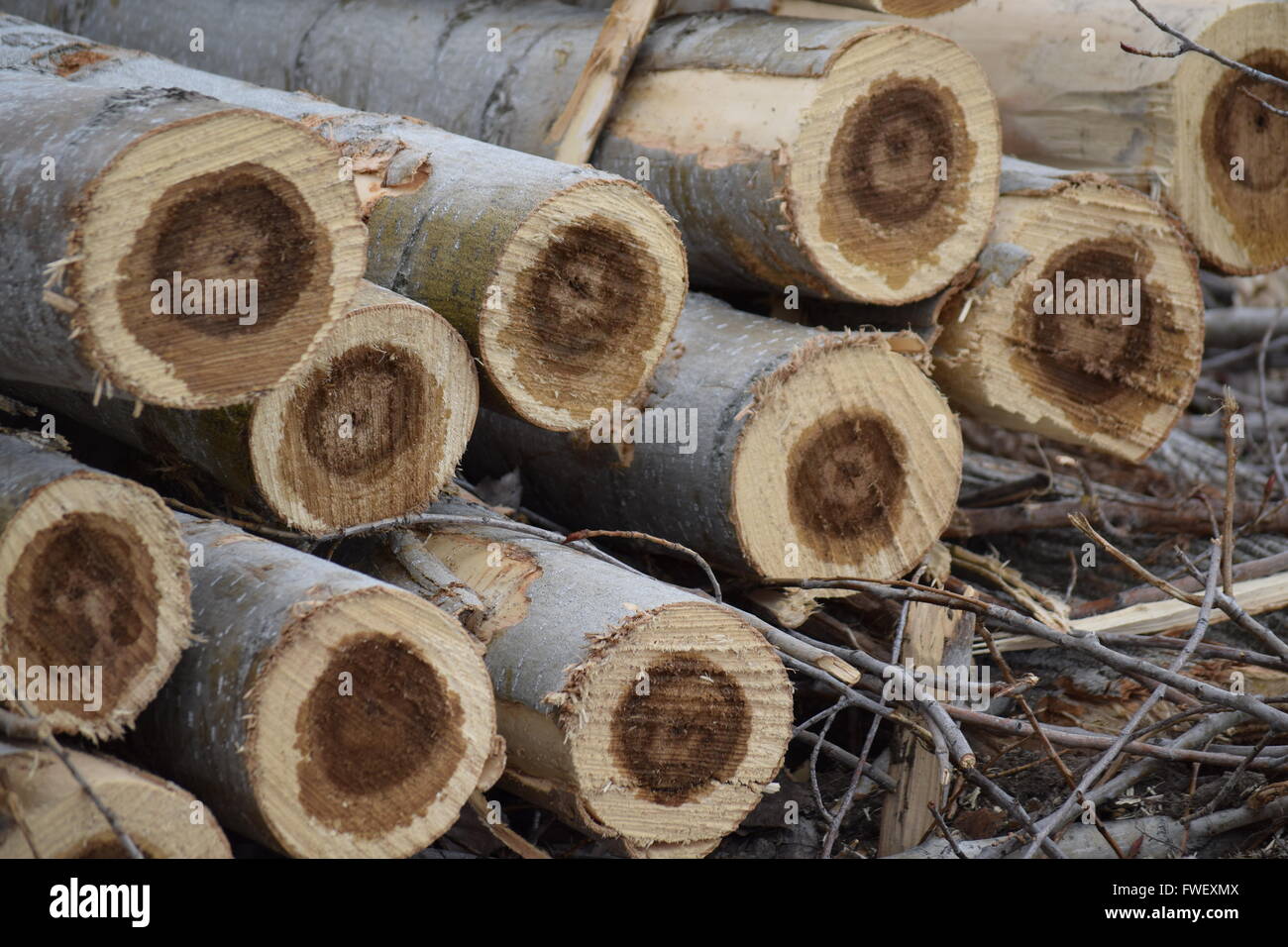 Freshly cut Pacific Albus trees Stock Photo - Alamy
