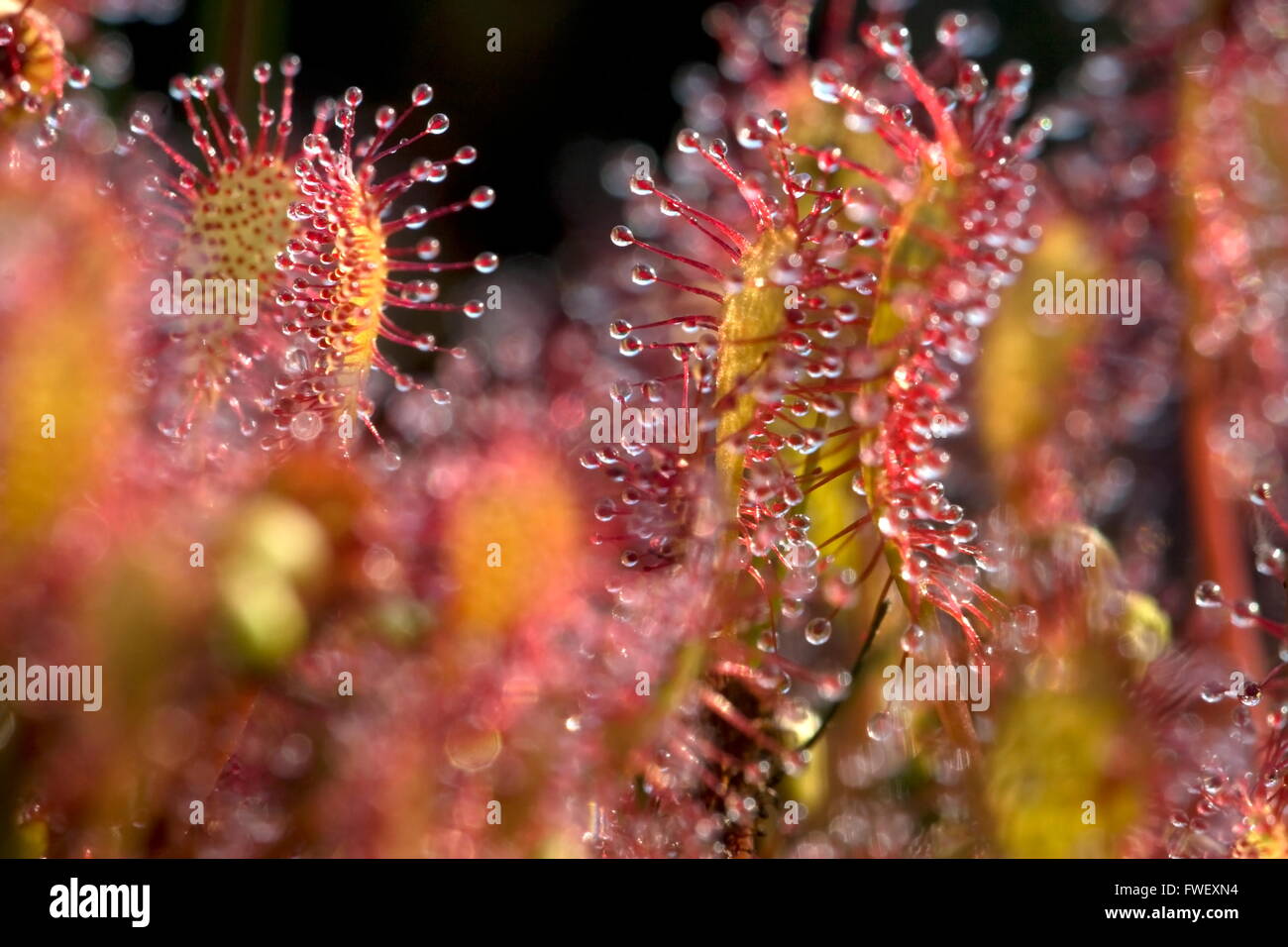 Sundew family hi-res stock photography and images - Alamy