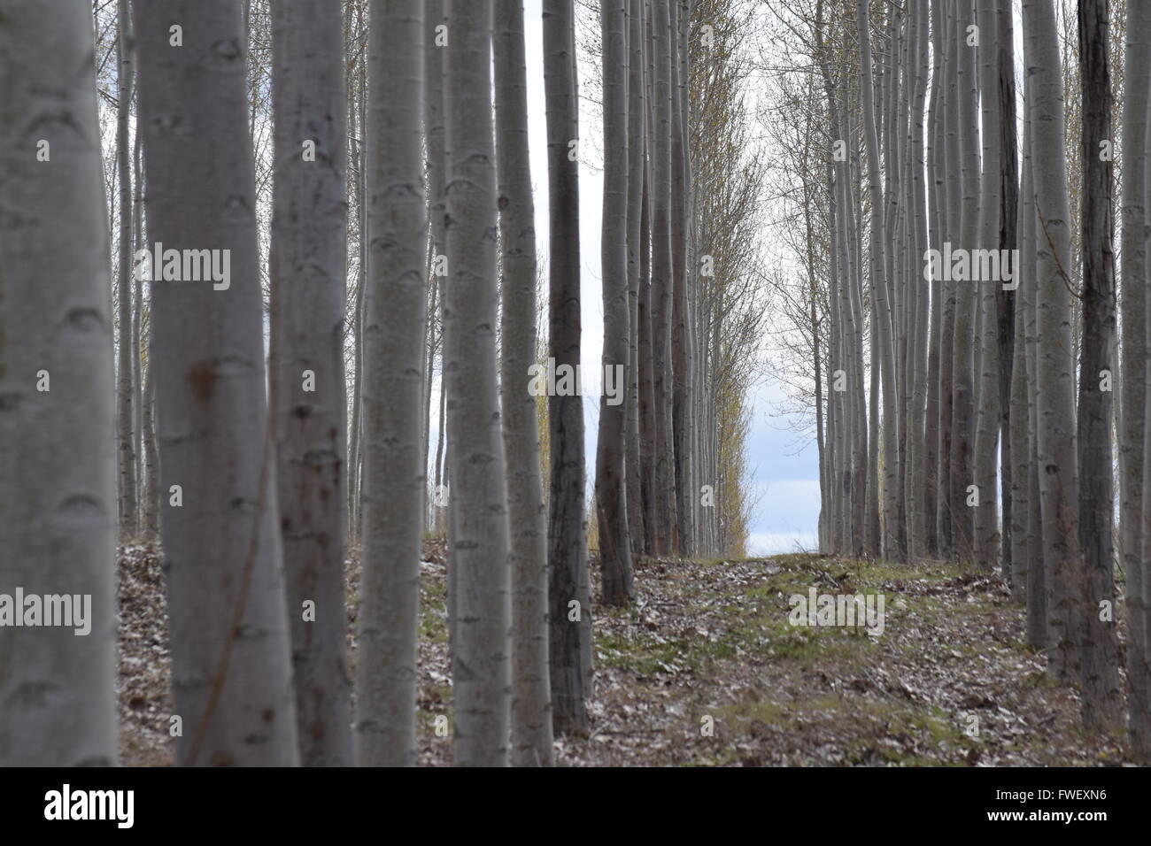 Path through trees Stock Photo - Alamy
