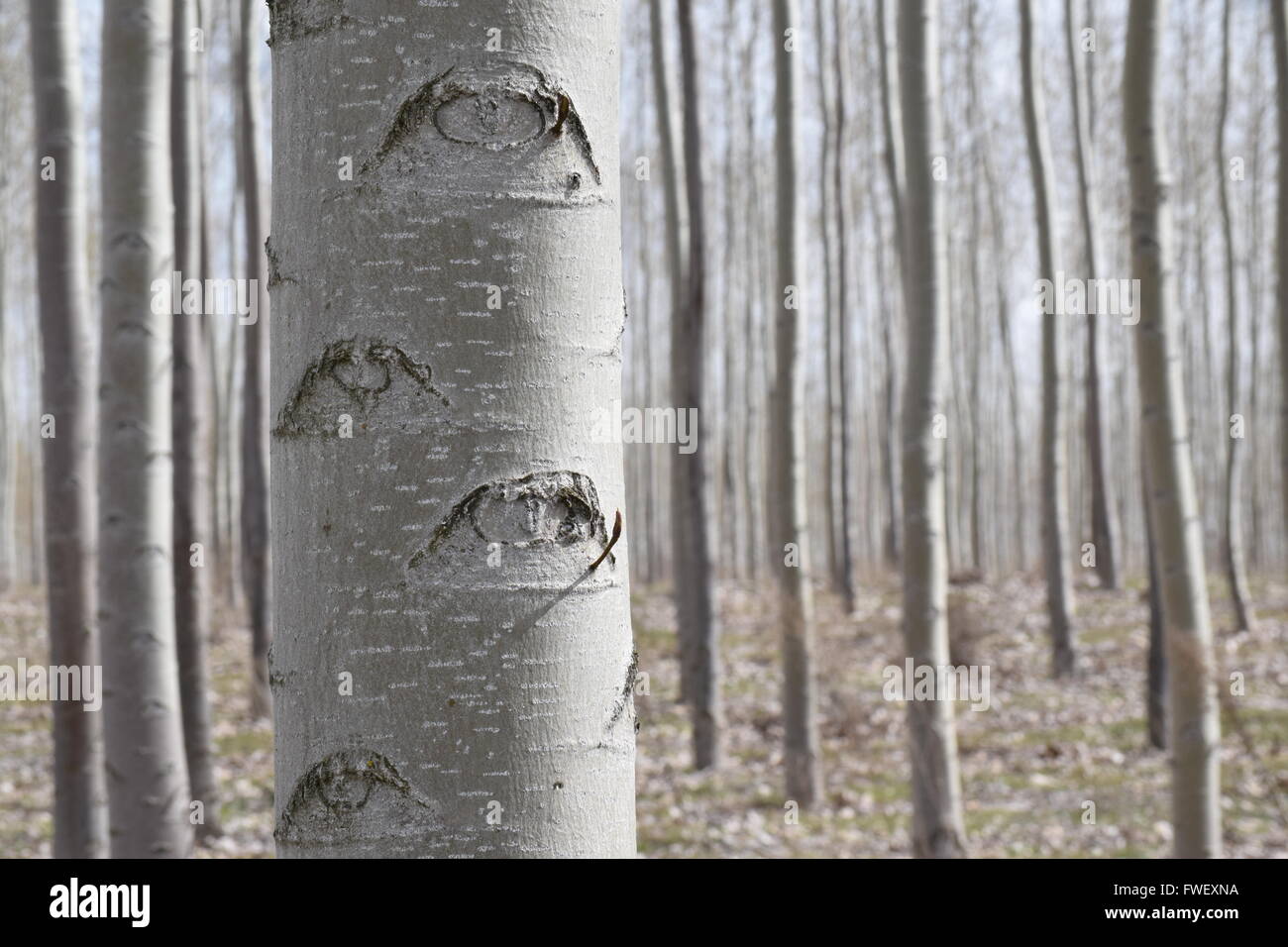 Standing pacific albus plantation hi-res stock photography and images ...