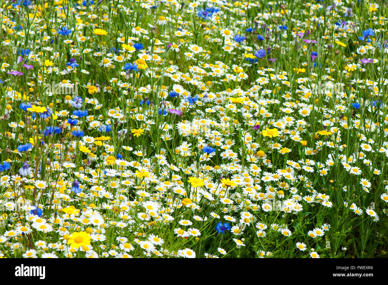 Thriving wild flowers hi-res stock photography and images - Alamy