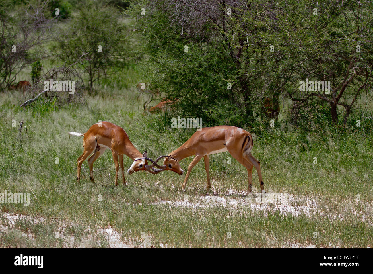 Ram fight hi-res stock photography and images - Alamy