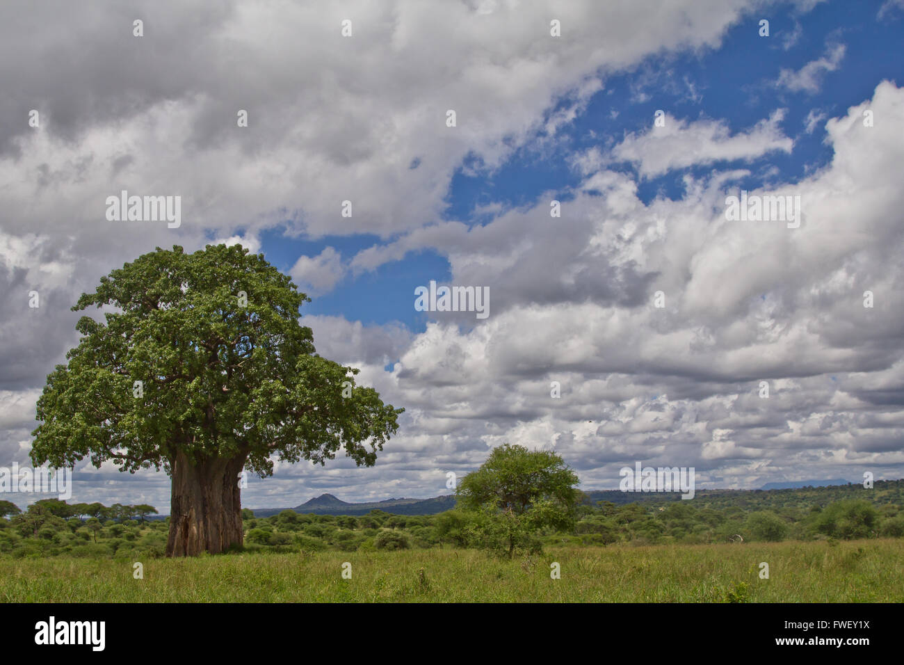 Baobab tree on the Tanzanian savannah Stock Photo - Alamy