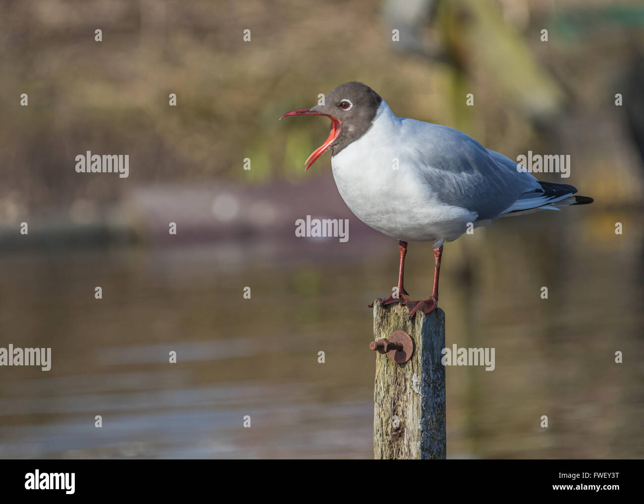 Seagull sitting on a wouden post and shouting Stock Photo - Alamy