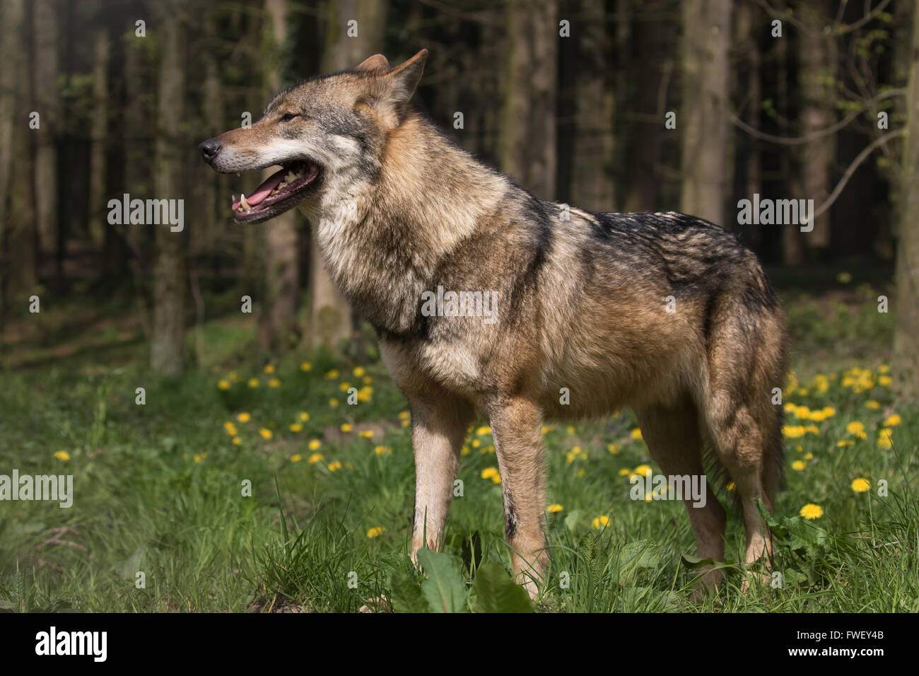 Wolf nose hi-res stock photography and images - Alamy