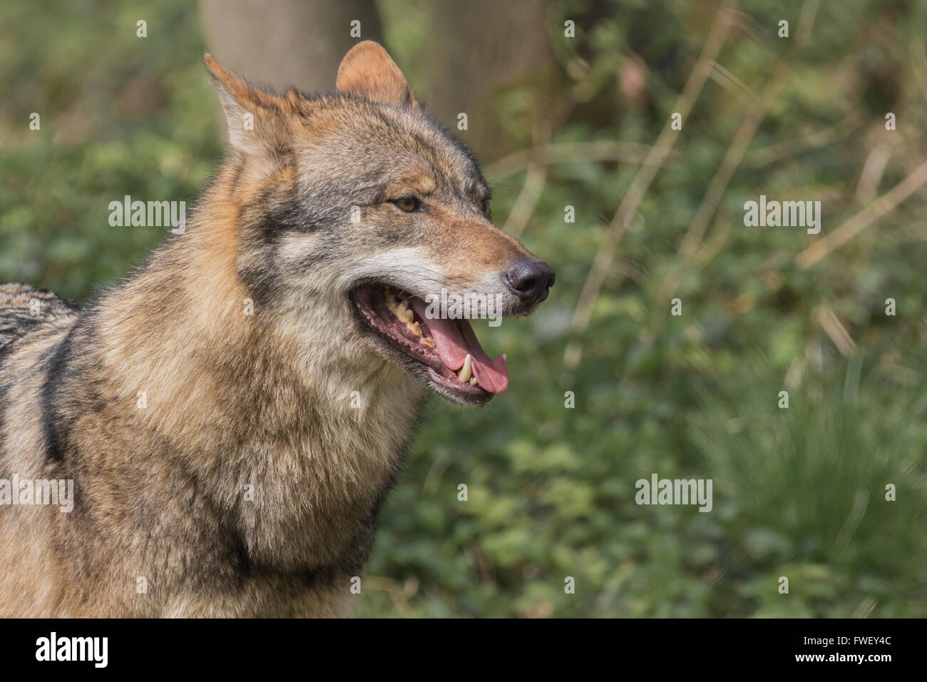 Wolf nose close up hi-res stock photography and images - Alamy