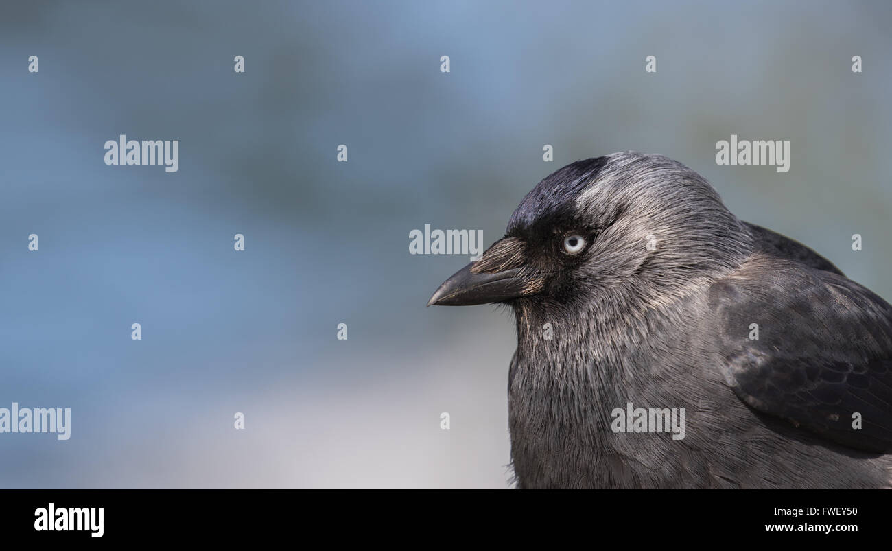 Portrait of a jackdaw Stock Photo - Alamy