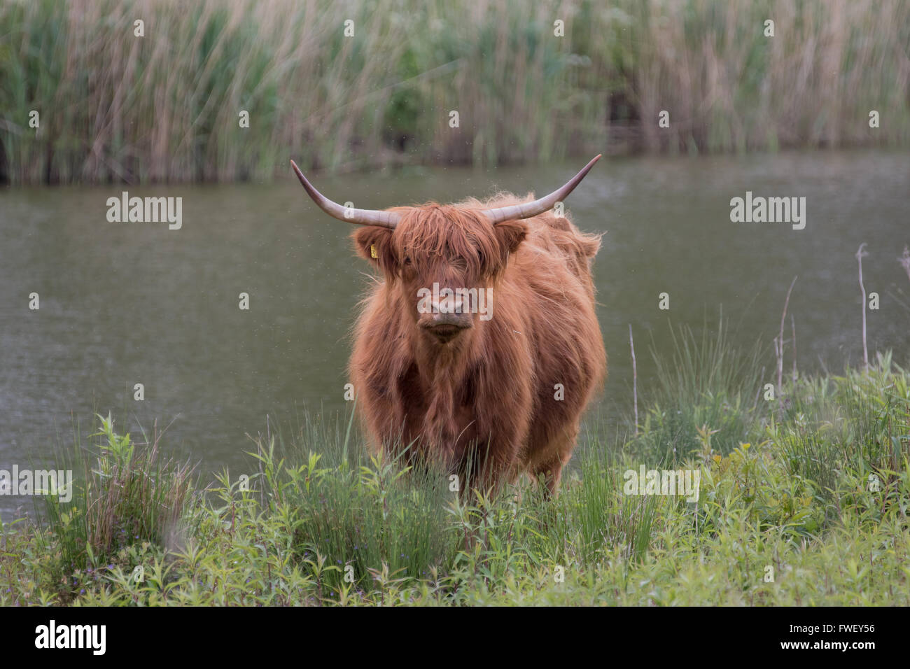 Highland cow front hi-res stock photography and images - Alamy