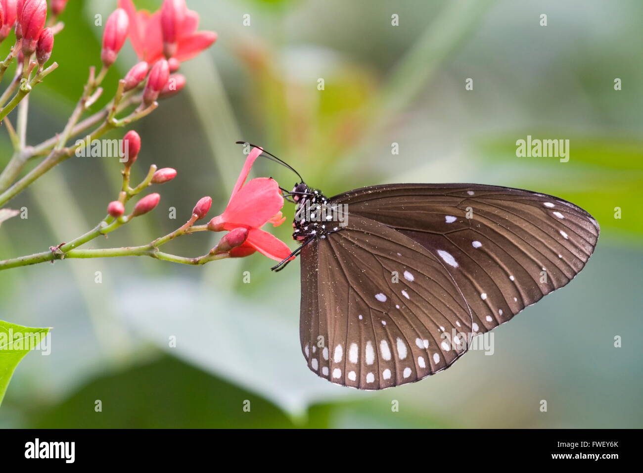 Euploea core hi-res stock photography and images - Alamy