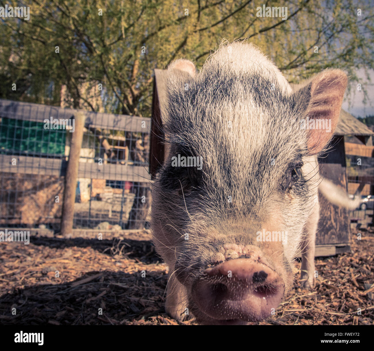 Pig in pen hi-res stock photography and images - Alamy