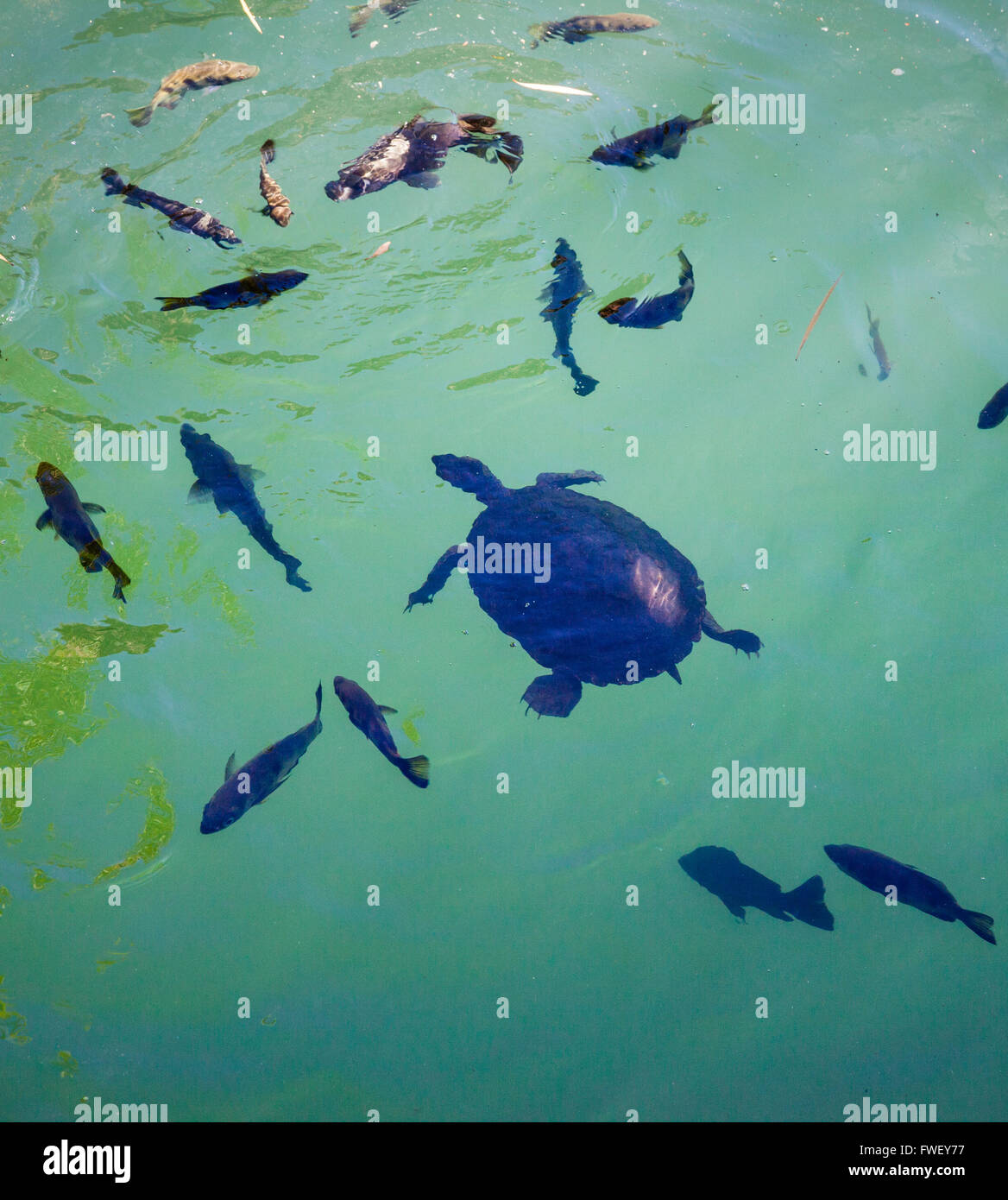 Northern Snapping Turtle High Resolution Stock Photography and Images ...