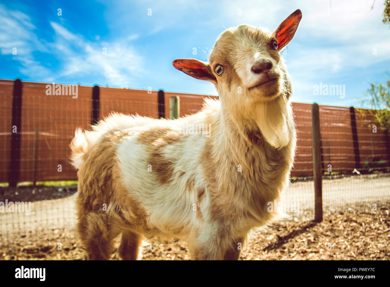 closeup of goat blue sky and clouds Stock Photo - Alamy