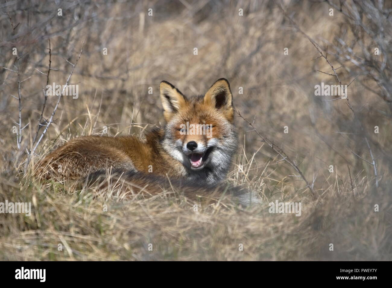 fox resting in the grass at the AWD area in Amsterdam, Netherlands ...