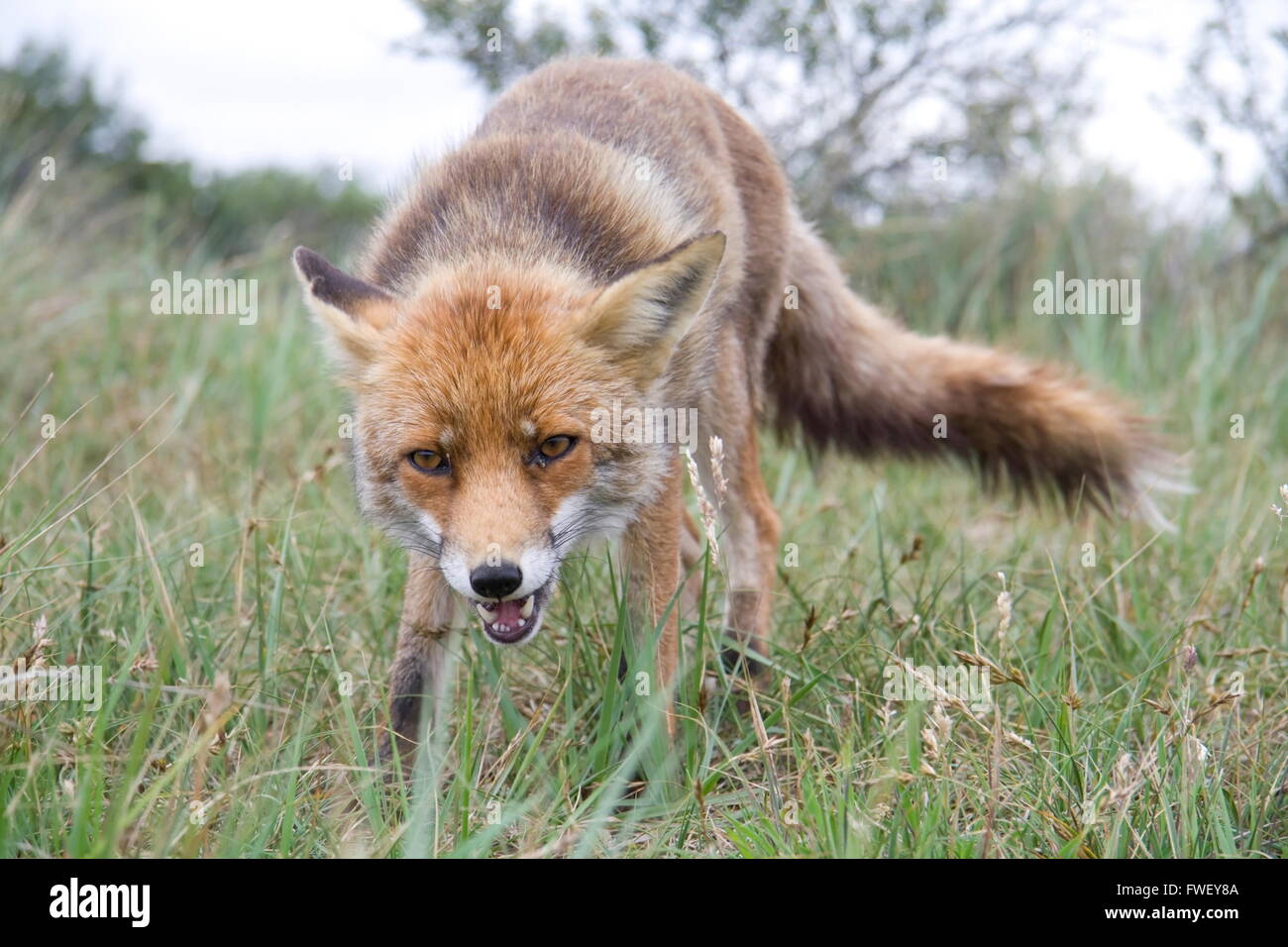 Red fox netherlands hi-res stock photography and images - Alamy