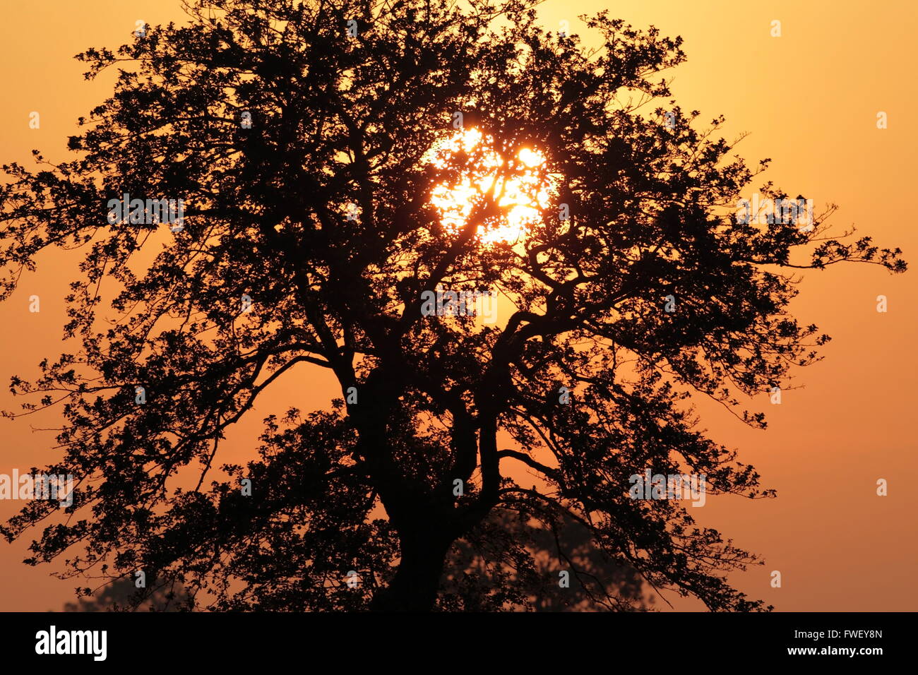 Sunrise behind a tree, Netherlands Stock Photo - Alamy
