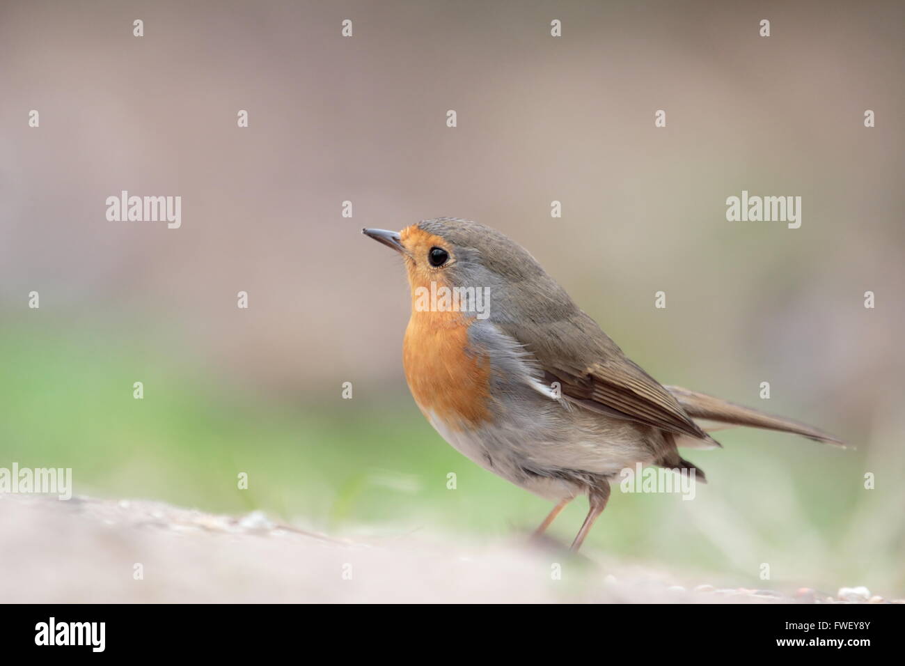 Portrait of a robin, Netherlands Stock Photo - Alamy