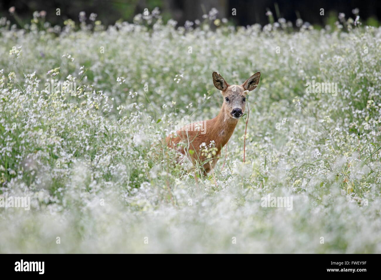 Field radish hi-res stock photography and images - Alamy
