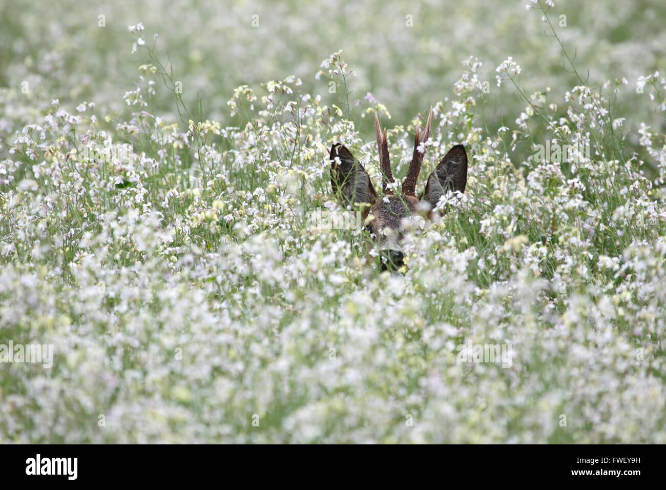 White roe hi-res stock photography and images - Alamy