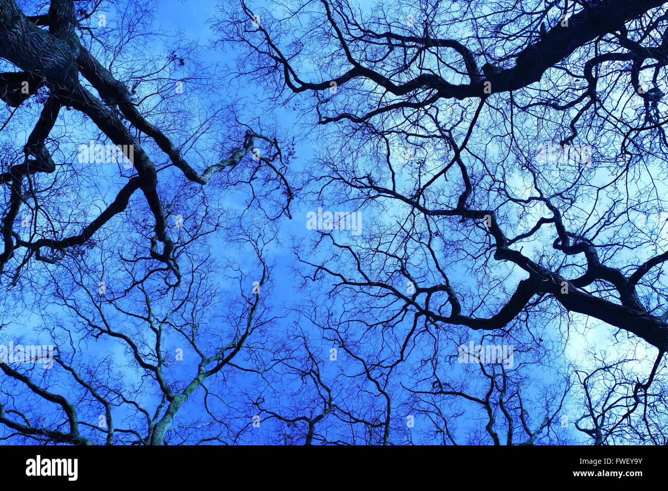 Blue trees, Netherlands Stock Photo - Alamy