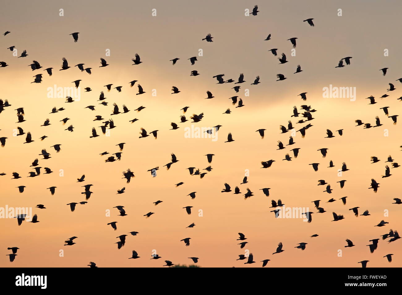 Flying crows hi-res stock photography and images - Alamy