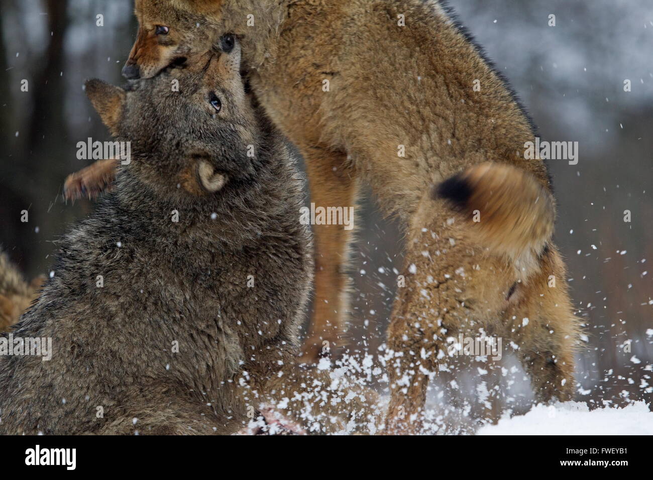 Fighting wolves in the snow in Belarus Stock Photo - Alamy