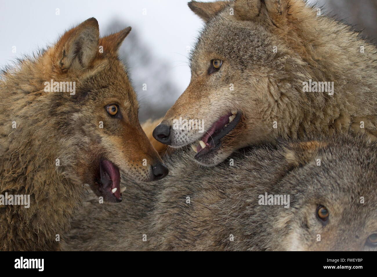 Wolf pack playing hi-res stock photography and images - Alamy