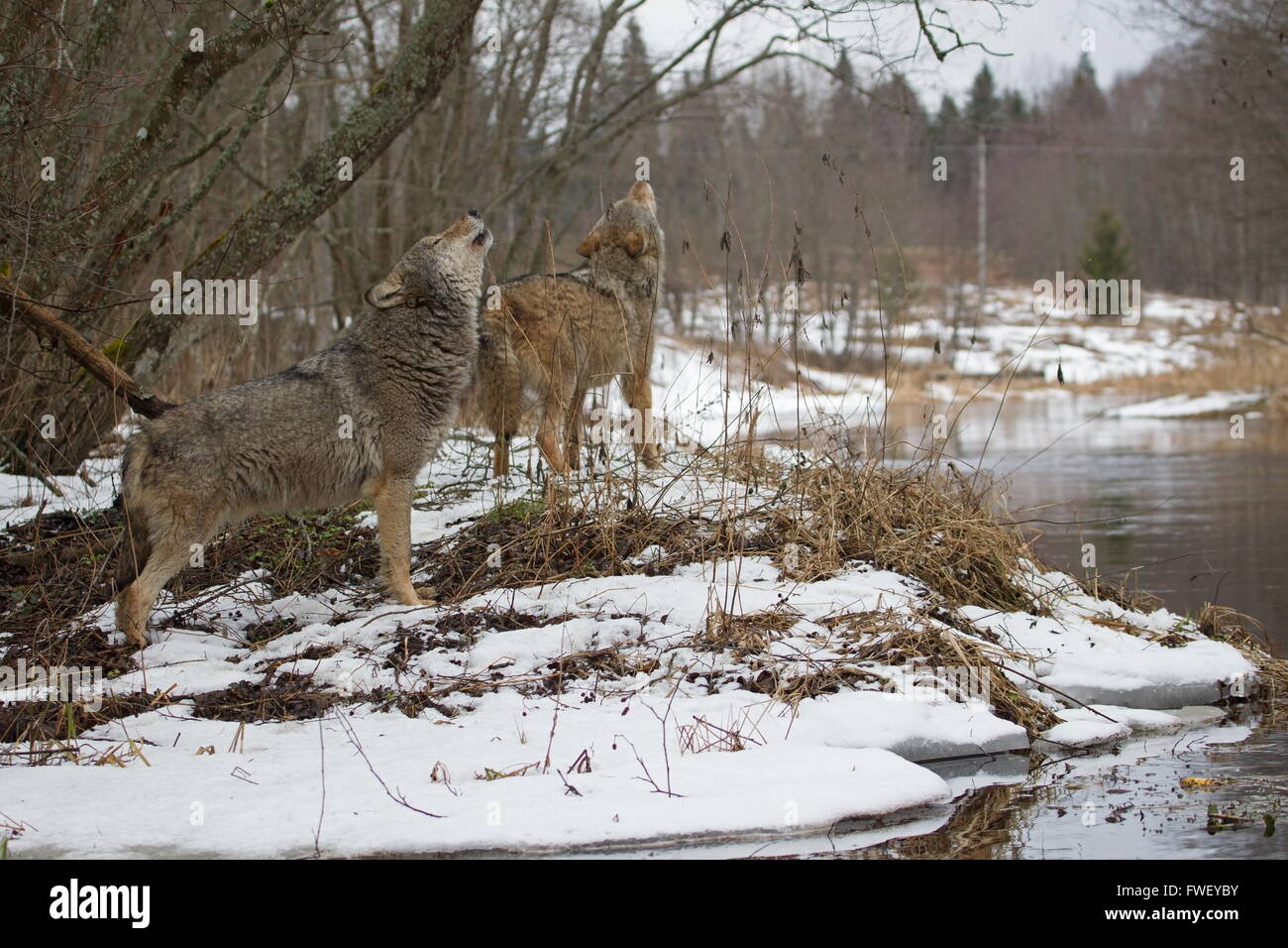 Crying wolf hi-res stock photography and images - Alamy