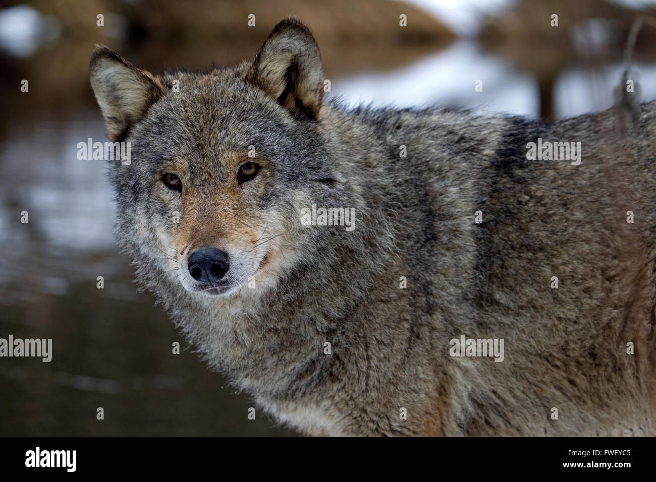 Portrait of a wolf in Belarus Stock Photo - Alamy