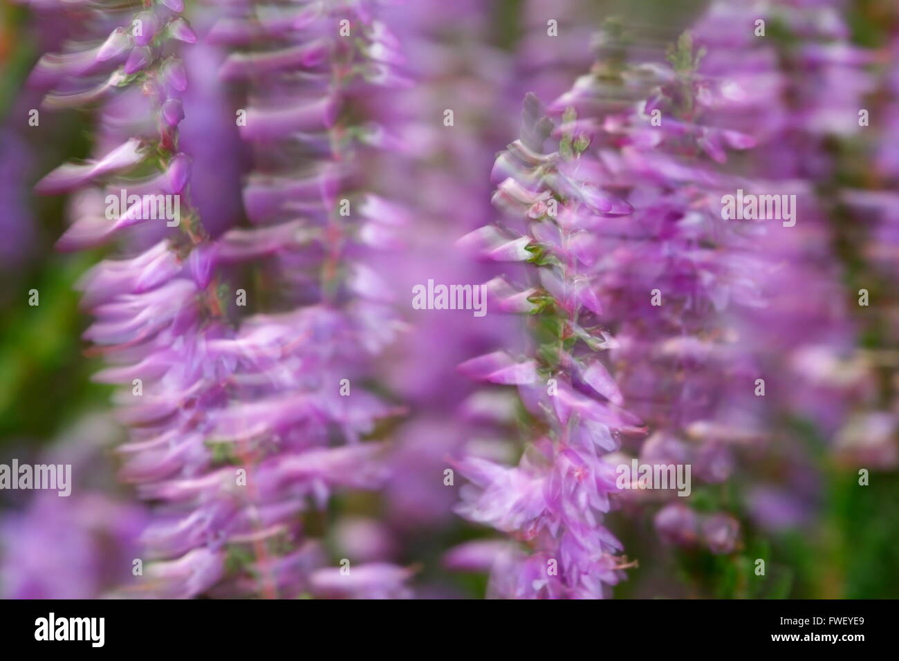 Heather in the breeze hi-res stock photography and images - Alamy