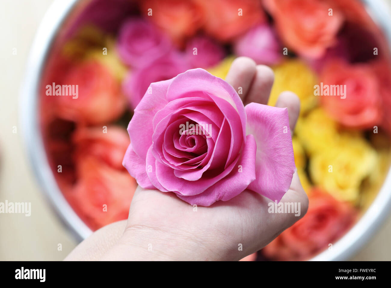 Holding pink roses against multi color roses Stock Photo - Alamy