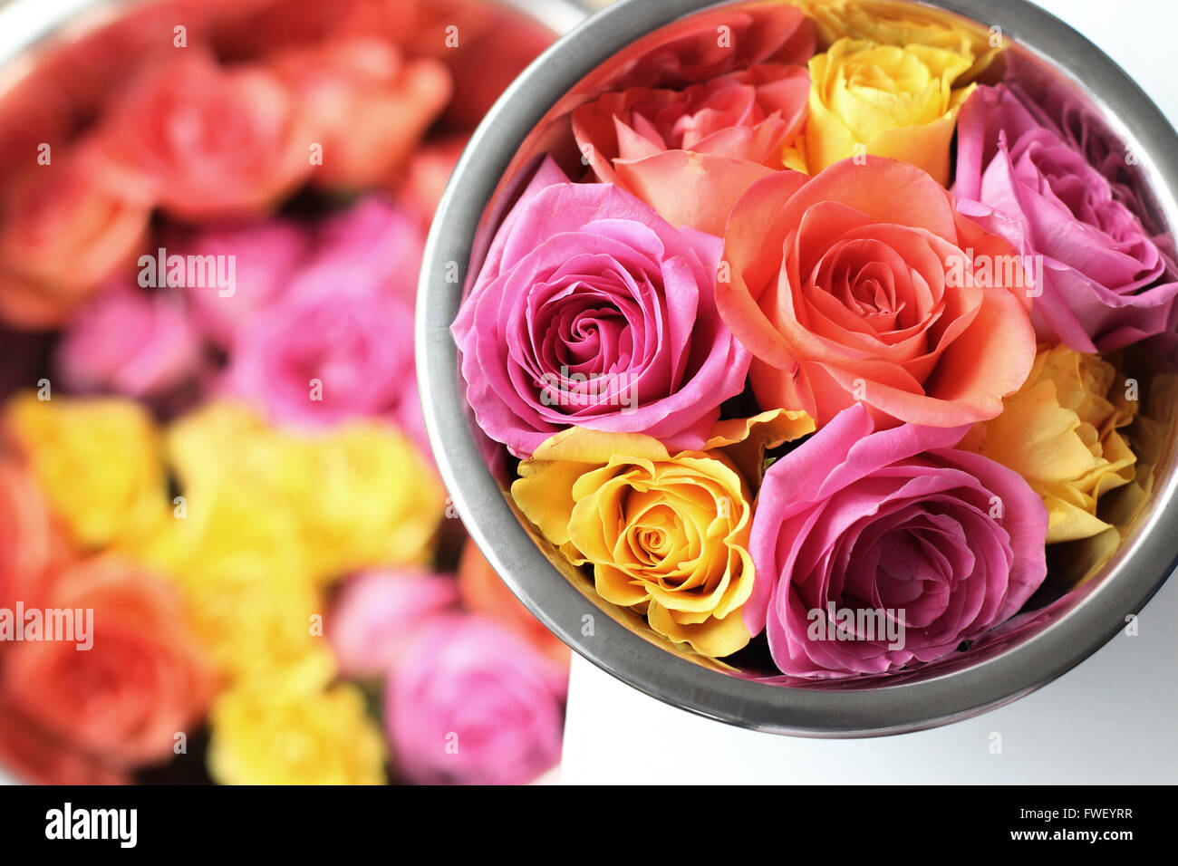 Rose colorful hi-res stock photography and images - Alamy