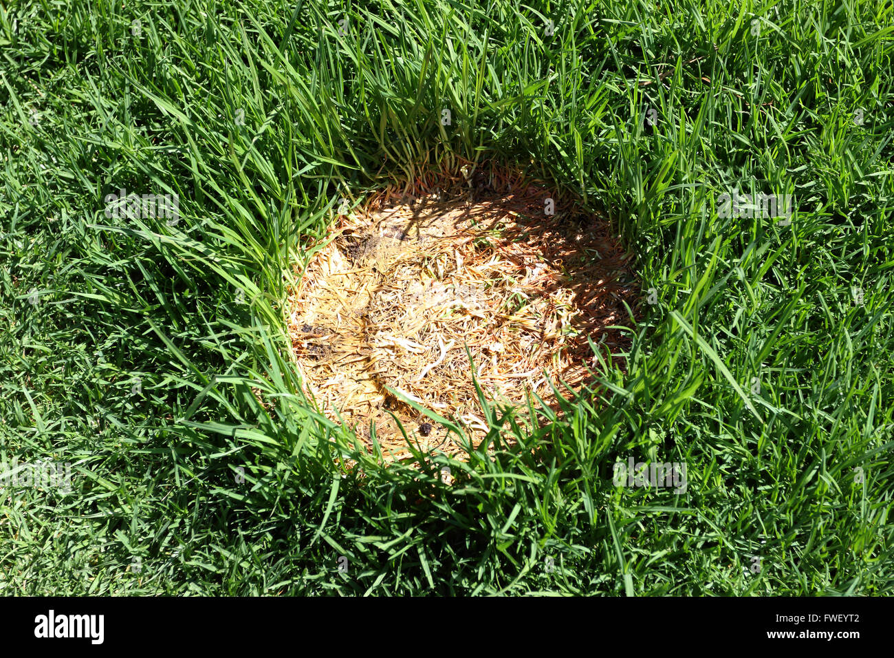 Round brown bald patch on green grass Stock Photo - Alamy