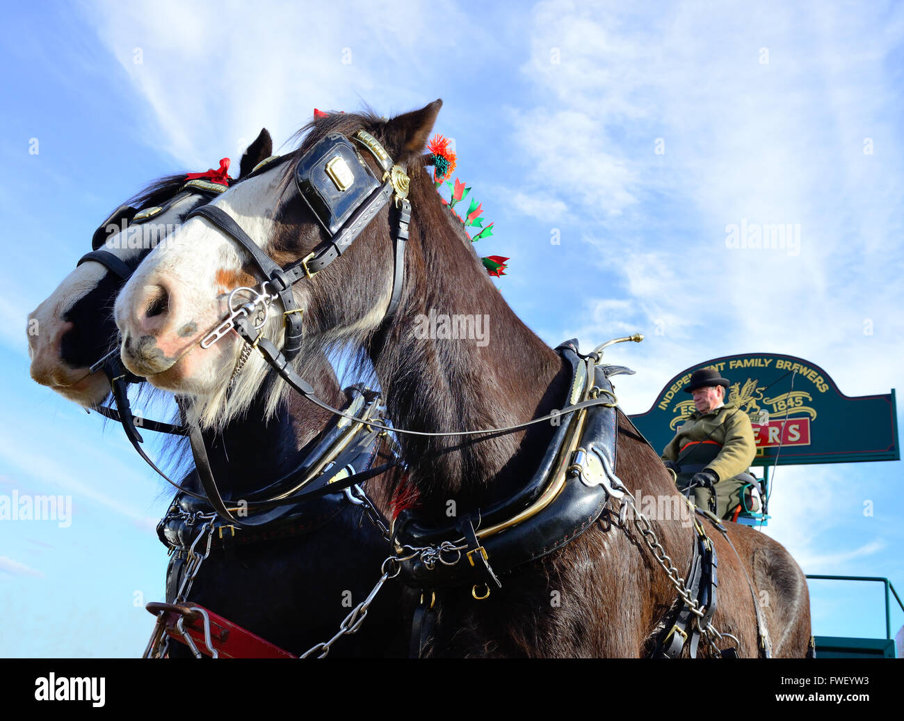 Dray horses uk hi-res stock photography and images - Alamy